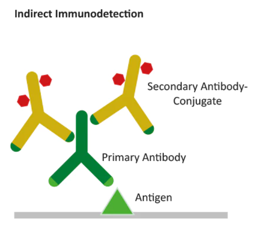 Scalability Case Study: 1 kg of Human igG-Binding Antibody